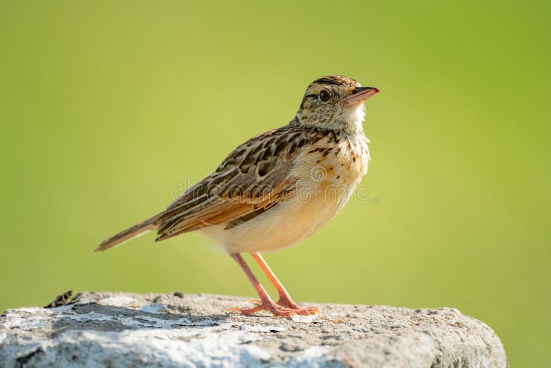Rufous-naped Lark Stands on Post Facing Right Stock Photo - Image of ...