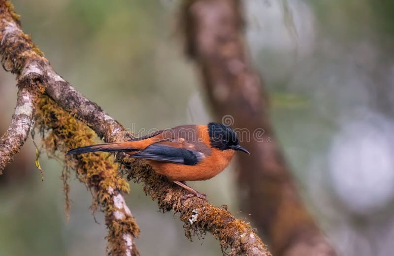Rufous Sibia Perched upon the Branch of a Tall Tree. Stock Photo ...