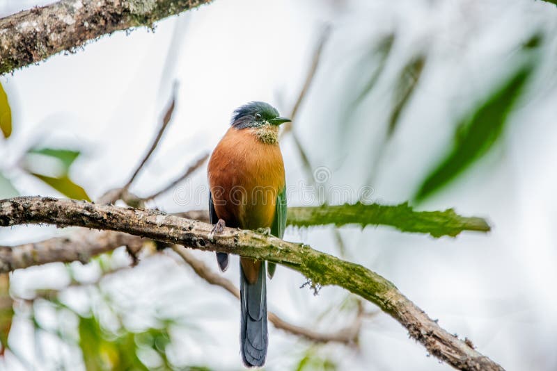 Rufous Sibia Wild Bird Sitting on the Tree Branch in the Forest Stock ...