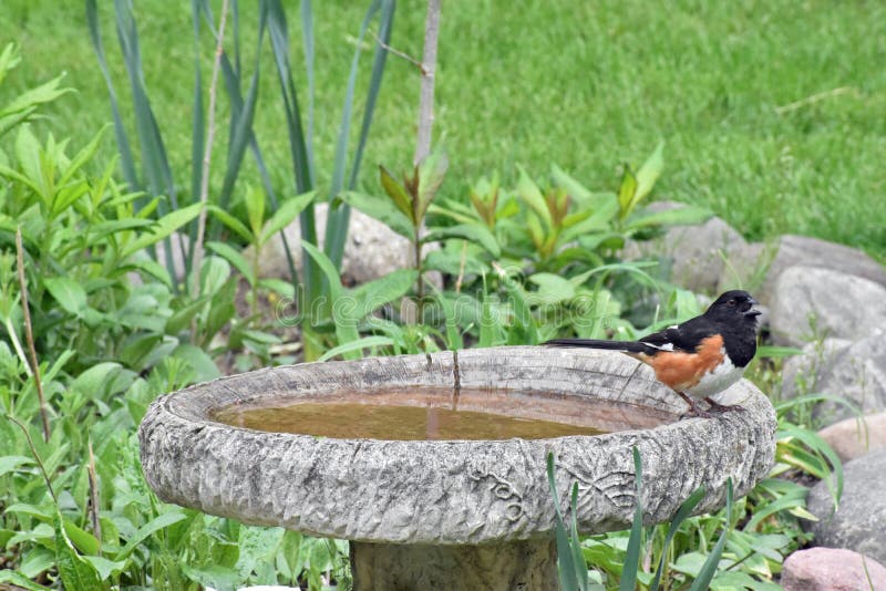 Rufous Sided Towhee stock photo. Image of rufous, rests - 218224470
