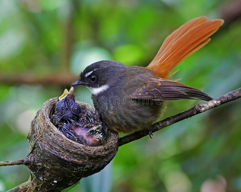 Rufous-tailed Fantail stock image. Image of raise, rufous - 41142761