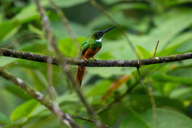 A Rufous-tailed Jacamar in Costa Rica Stock Image - Image of tailed ...