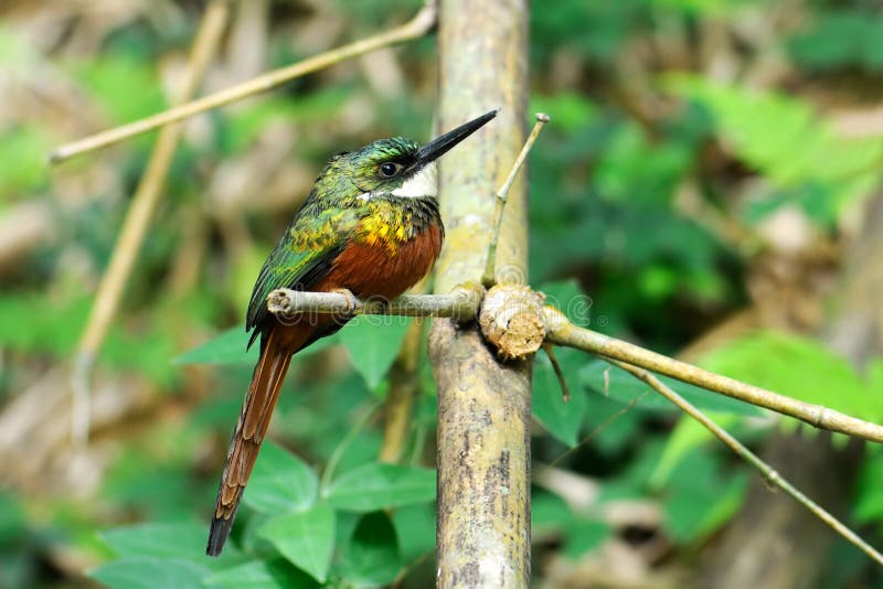 Rufous-tailed Jacamar (Galbula Ruficauda) Stock Image - Image of tree ...