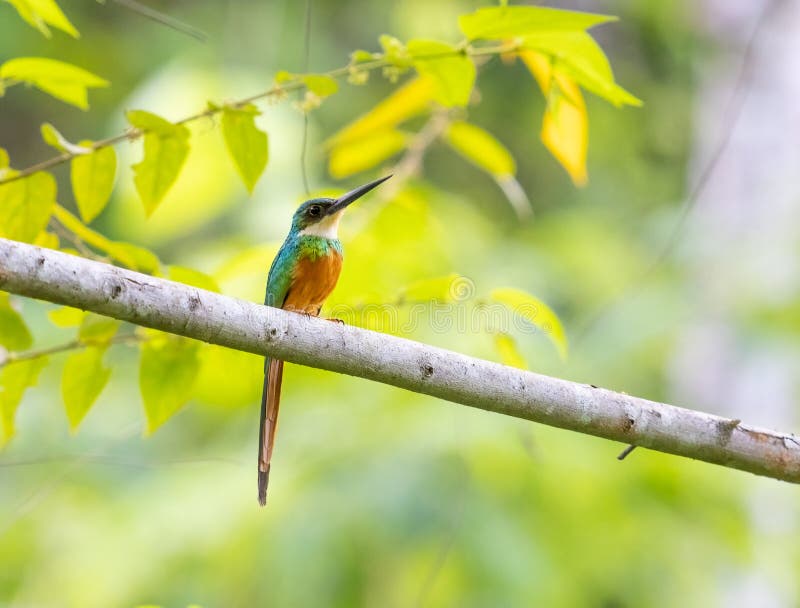 A Rufous-tailed Jacamar Perched on a Tree Stock Photo - Image of ...
