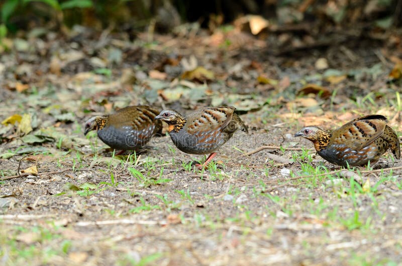Rufous-throated partridge stock image. Image of outdoor - 27640733