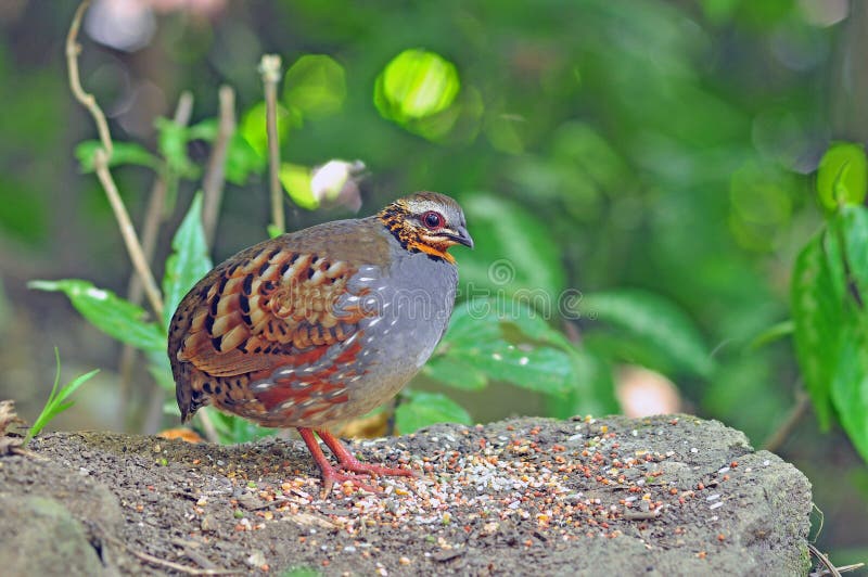 Rufous-throated Partridge stock photo. Image of national - 28649842