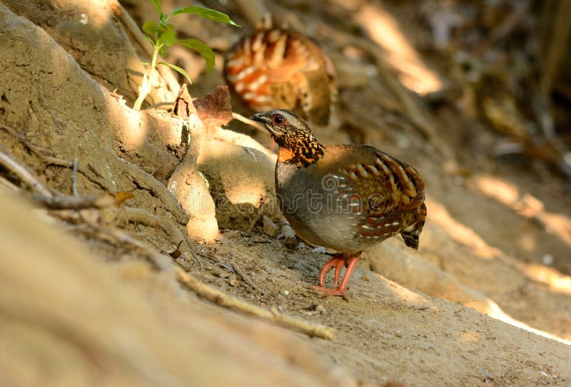 Rufous-throated partridge stock photo. Image of bird - 37625780