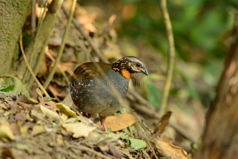 Rufous-throated partridge stock image. Image of natural - 37626061