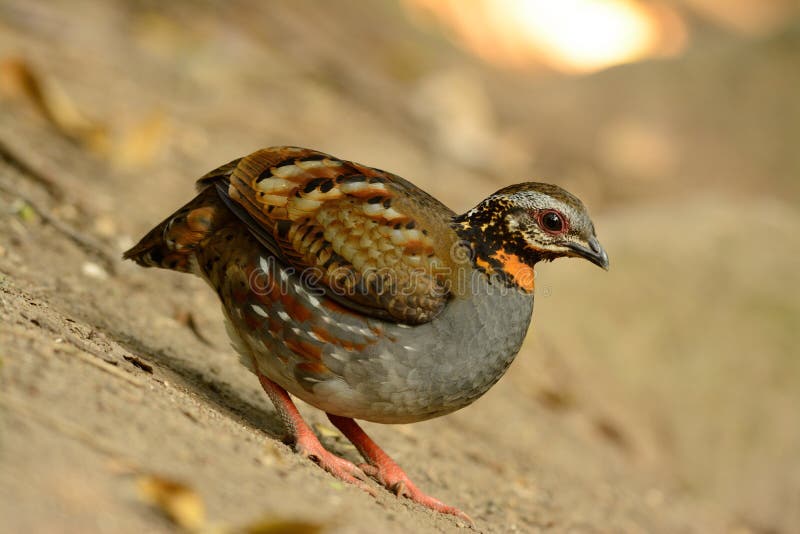 Rufous-throated partridge stock image. Image of birder - 37626075