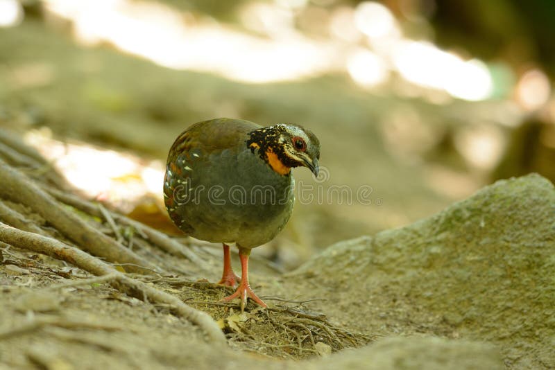 Rufous-throated partridge stock image. Image of animal - 37626813
