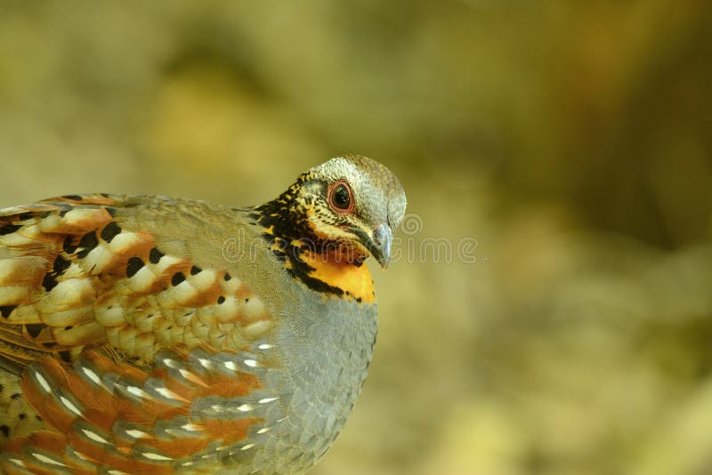 Rufous-throated partridge stock photo. Image of feather - 37627260