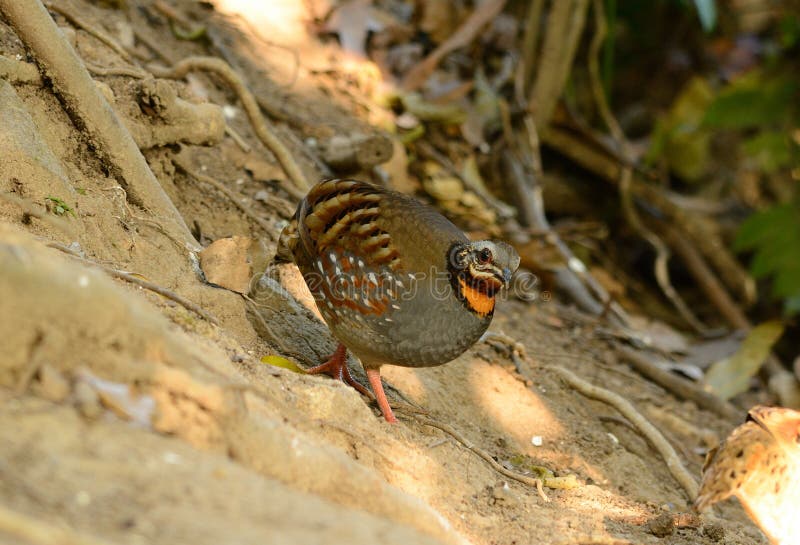Rufous-throated partridge stock photo. Image of asian - 37997874