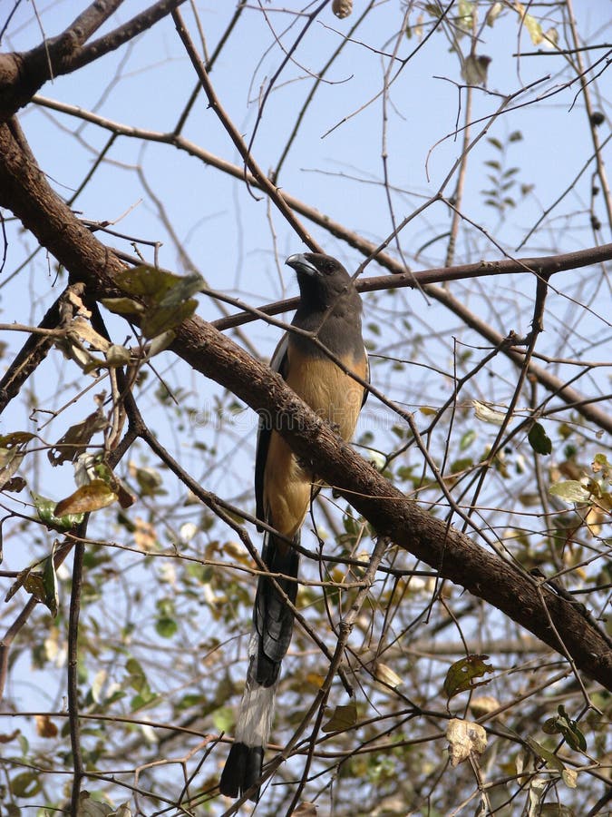 Rufous Tree Pie stock photo. Image of india, bird, national - 9225854