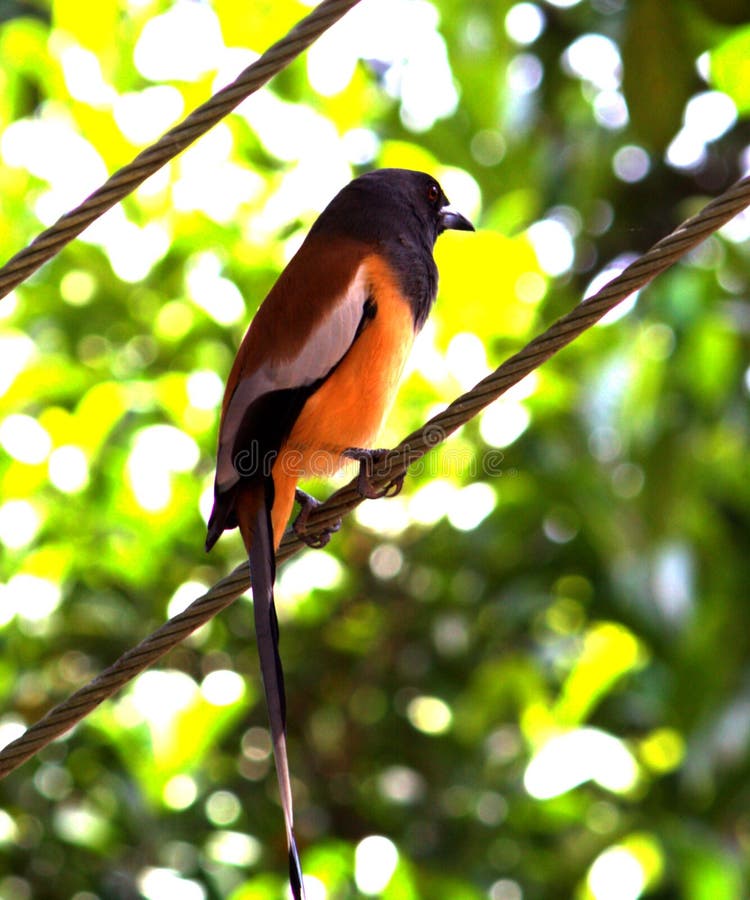 Rufous Tree Pie stock image. Image of treepie, bird - 101159137