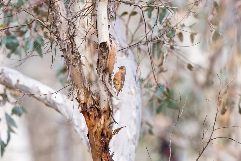 Rufous Treecreeper Climbing Eucalyptus Tree Stock Image - Image of ...