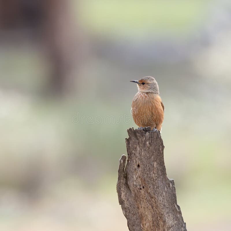 Rufous Treecreeper Sitting on Dead Tree Branch Stock Image - Image of ...