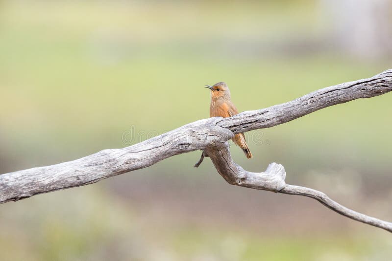 Rufous Treecreeper Sitting on Forked Tree Branch Stock Image - Image of ...