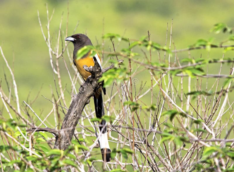Rufous treepie bird stock photo. Image of standing, click - 152794924
