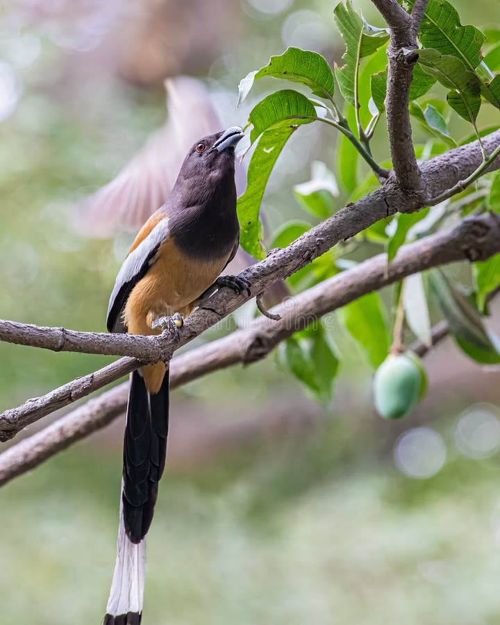 A Rufous Treepie on a Mango Tree Stock Photo - Image of colours, wild ...