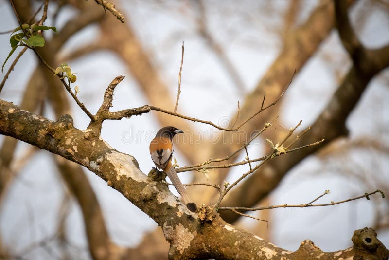 Rufous Treepie in Tree stock image. Image of outdoors - 246901529