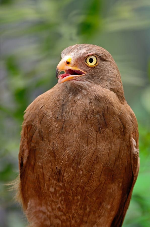 Rufous-winged Buzzard stock image. Image of nature, beak - 32633405
