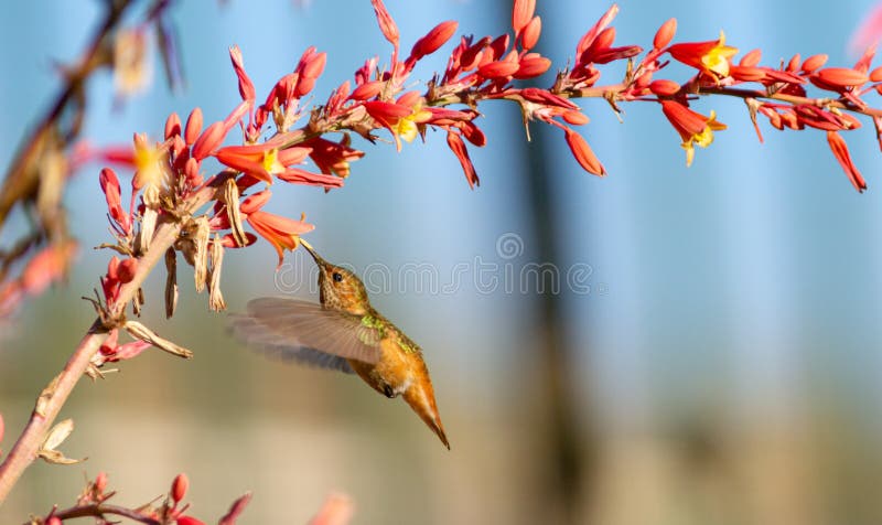 Rufus Hummingbird Drinks from Red Yucca Plant Stock Photo - Image of ...