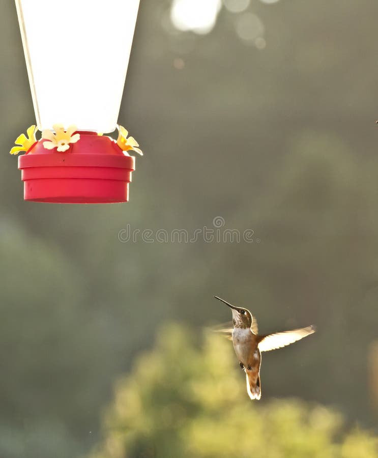 Rufus Hummingbird at Flying at Feeder Stock Image - Image of people ...