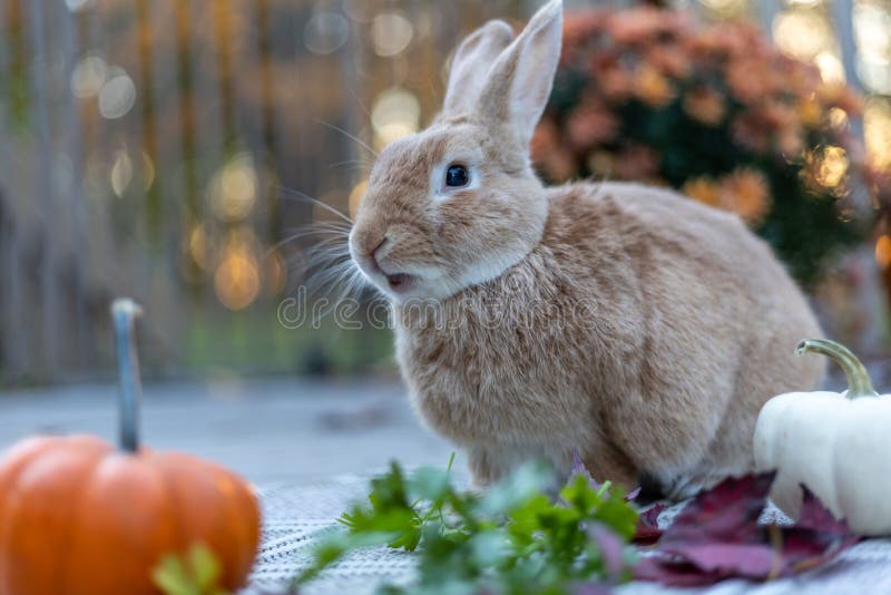 Rufus Rabbit in Fall Setting Surrounded by Mums and Pumpkins at Sunset ...