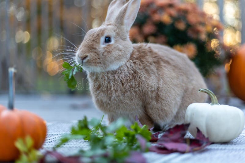 Rufus Rabbit in Fall Setting Surrounded by Mums and Pumpkins at Sunset ...