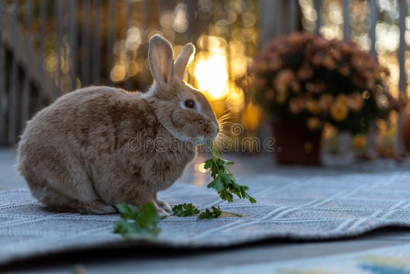 Rufus Rabbit in Fall Setting Surrounded by Mums and Pumpkins at Sunset ...