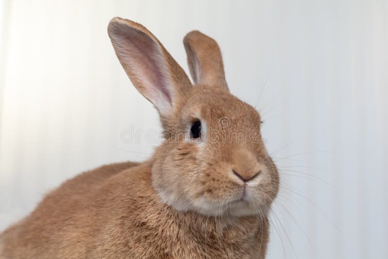 Rufus Rabbit Poses on White Plush Blanket with White Wainscot ...