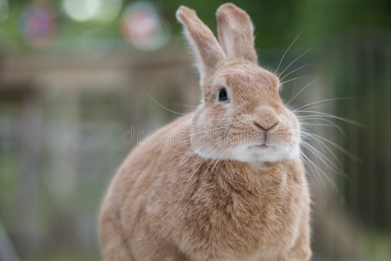 Rufus Rabbit Profile Sitting on the Deck at Dusk Stock Photo - Image of ...