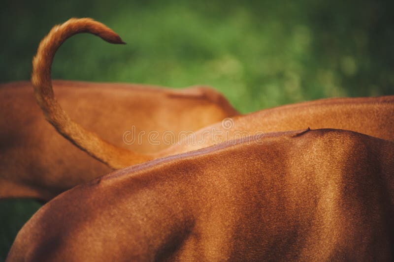 Rug En Staart Van De Hond Van Rhodesian Ridgeback Stock Afbeelding ...