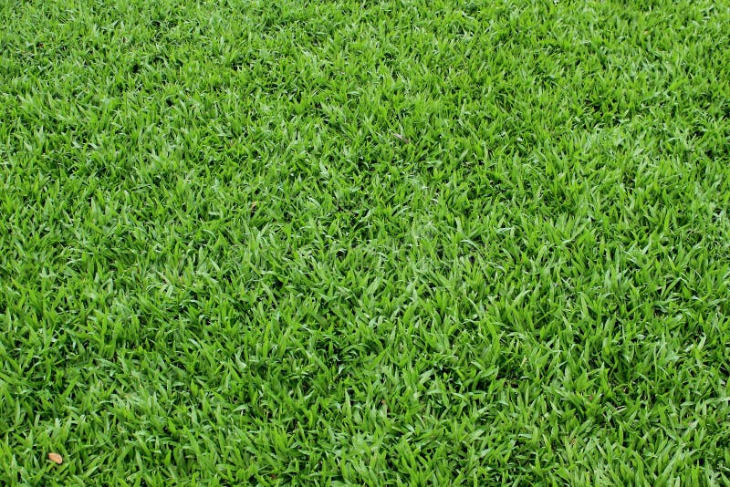 Rugby field grass texture stock photo. Image of background - 179520964