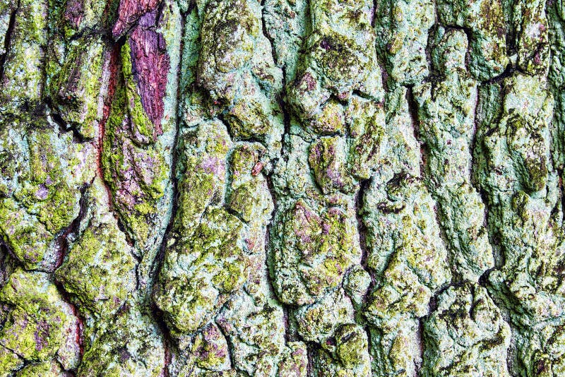 Rugged bark of a tree stock photo. Image of bark, material - 49782482