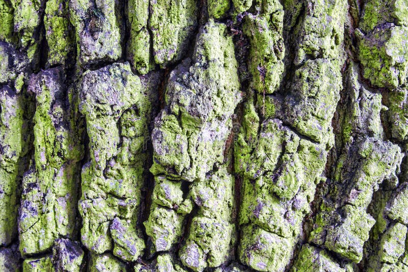 Rugged bark of a tree stock image. Image of nature, background - 49872069