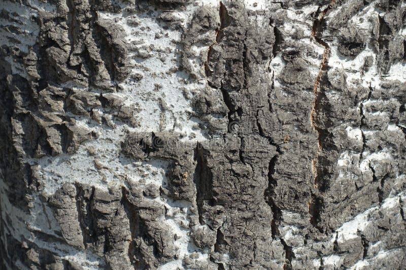 Rugged Black and Light Grey Surface of Bark of Silver Poplar Stock ...