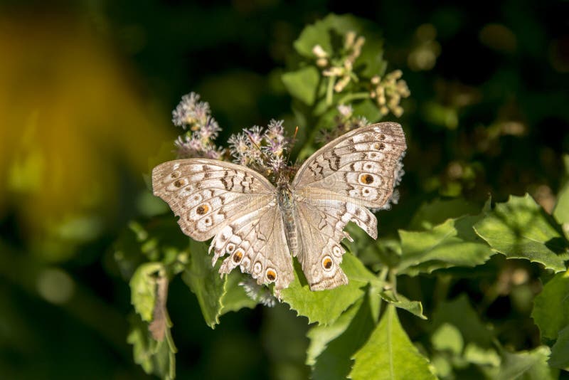 Surasiri Thepsutinun (Mermanoid) - Photographer profile