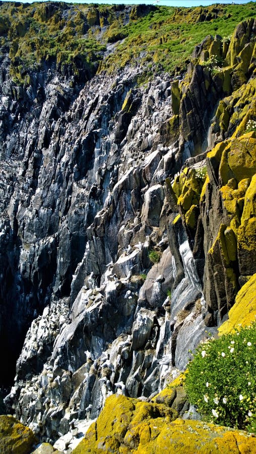 Rocks, Cliffs and Birds - Isle of May, Scotland Stock Image - Image of ...