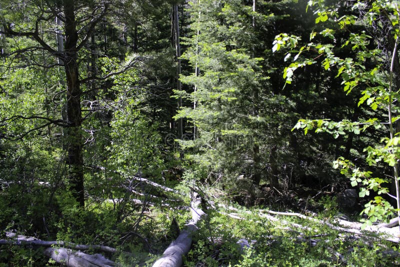Rugged forest stock image. Image of plants, fallen, trees - 110894757