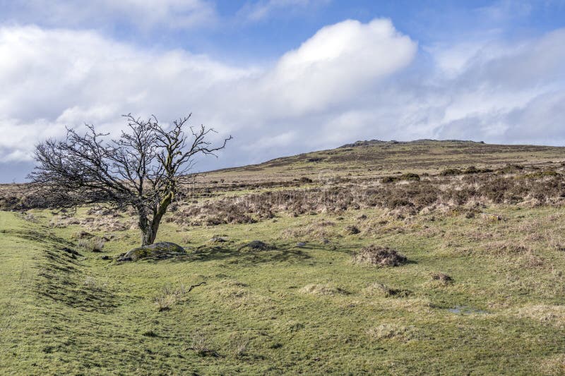 Rugged Devon Landscape stock photo. Image of mossy, stone - 312647338
