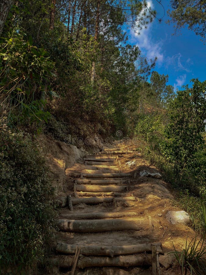 Hidden Walkway in the Forest Stock Image - Image of journey, hidden ...