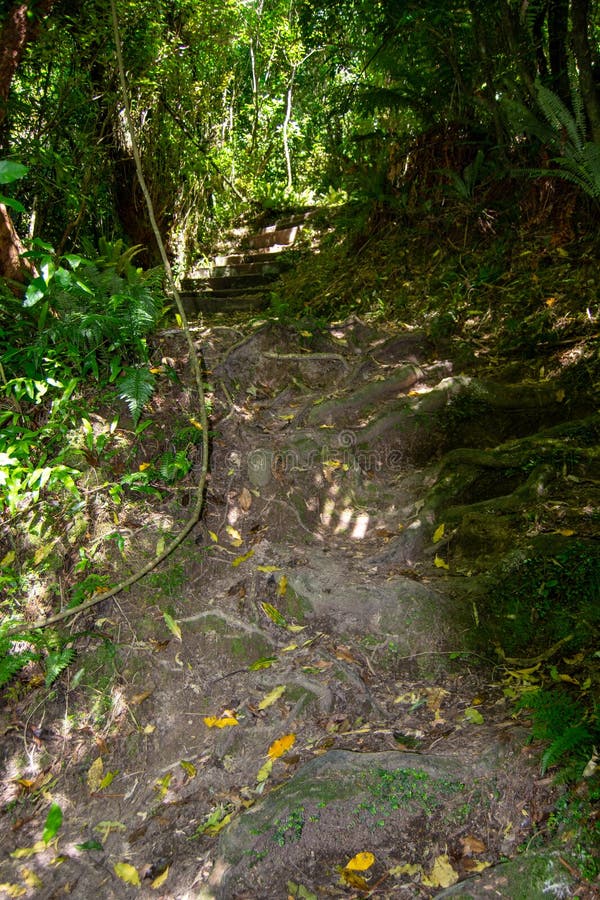 Rugged Forest Pathway through Lush Greenery Stock Photo - Image of wild ...