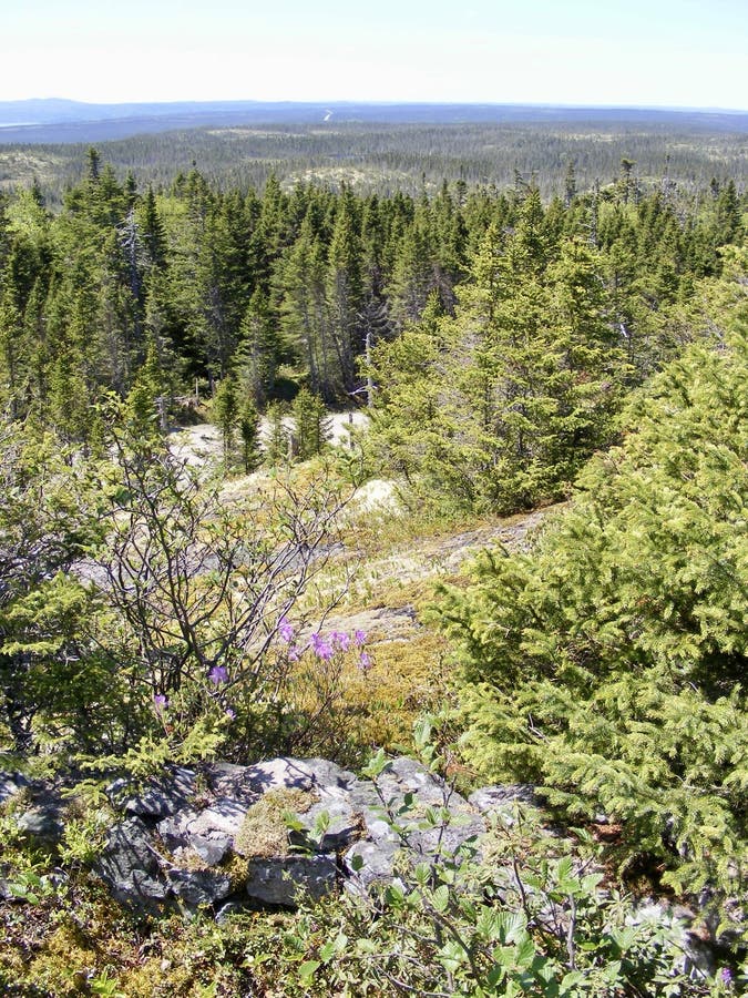 Rugged Forested Landscape at Terra Nova S Ochre Hill Lookout Stock ...