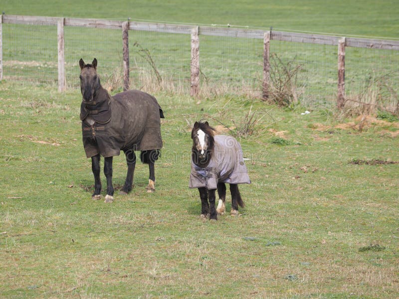 Rugged Horses stock image. Image of liberty, group, equine - 111724683