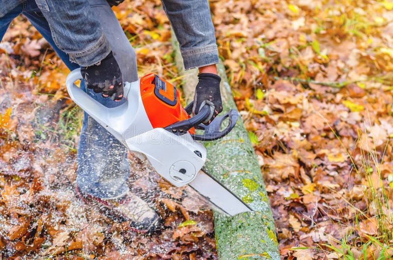 Rugged Lumberjack with Chainsaw Cutting Tree Trunk in Forest. Forestry ...