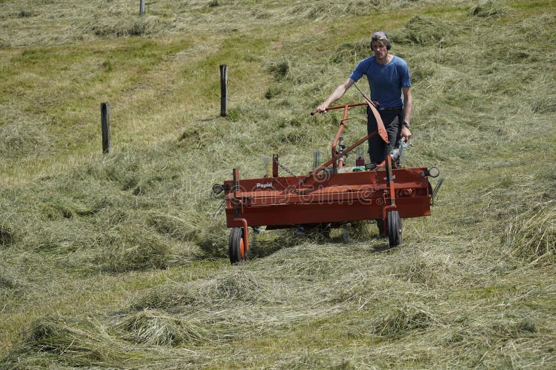 Rugged Male Farmer Harvesting Hay with a Small Tractor Editorial Image ...