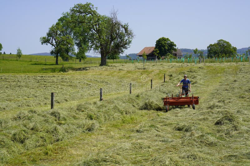 Rugged Male Farmer Harvesting Hay with a Small Tractor Editorial ...
