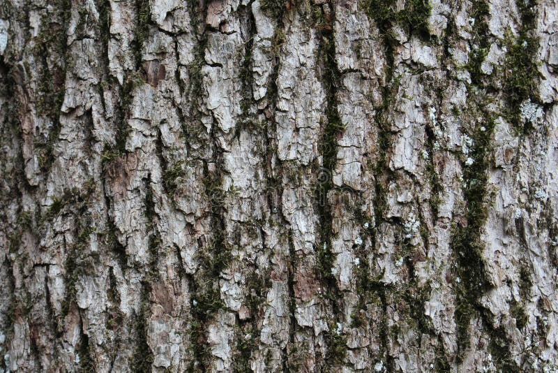 Rugged Mossy Tree Bark Texture Stock Photo - Image of macro, lumber ...
