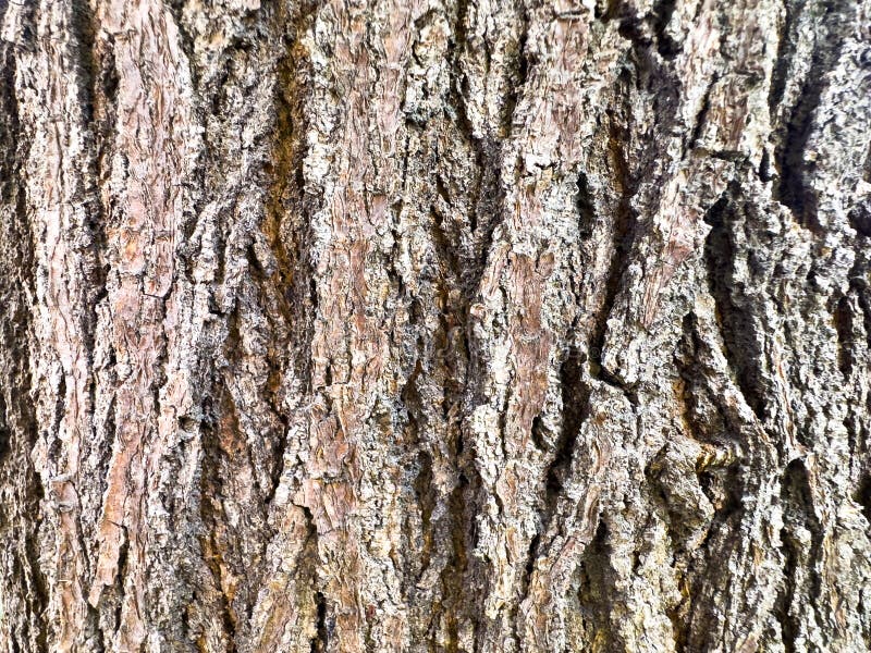 Rugged Mulberry Tree Bark Texture. Natural Brown Trunk Surface Close-Up ...